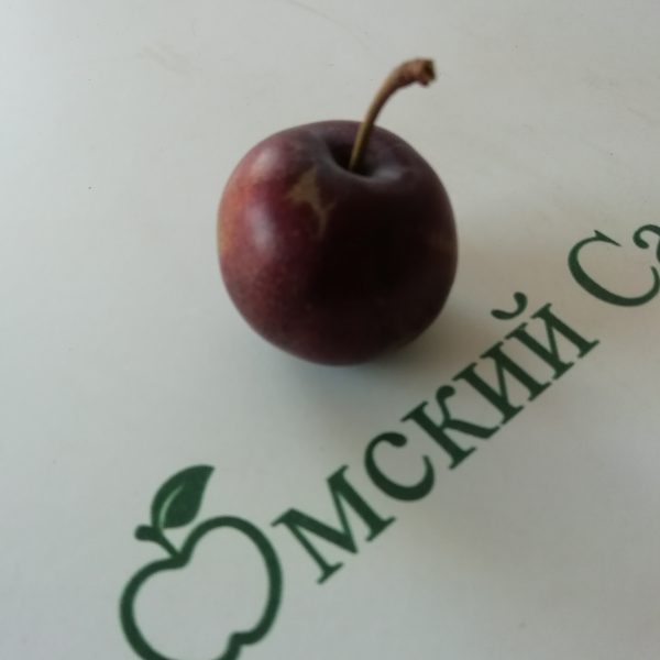 Купить саженцы Сливово-вишневый гибрид: Гайавата - Интернет-магазин ...